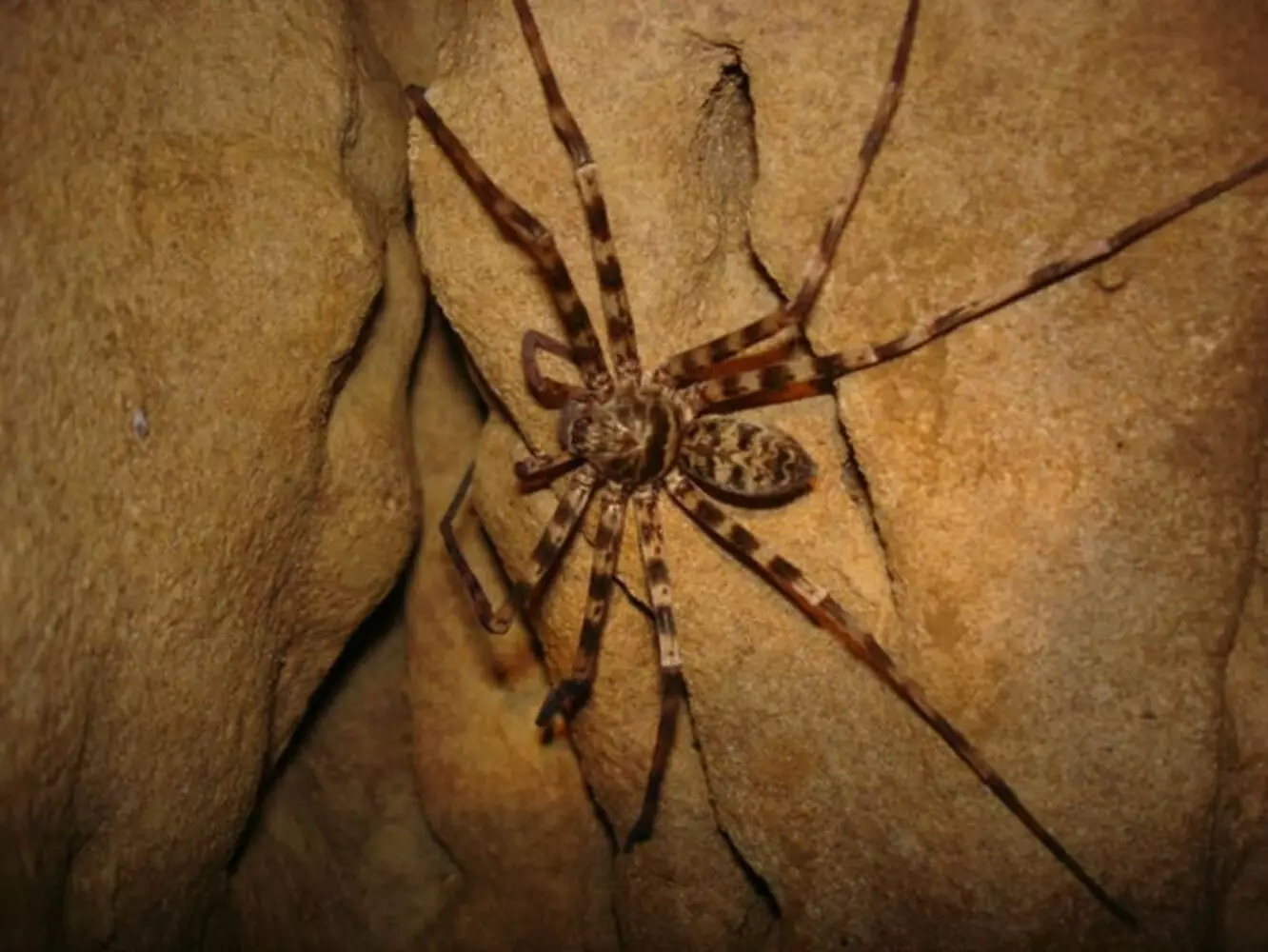 Giant hunter spider