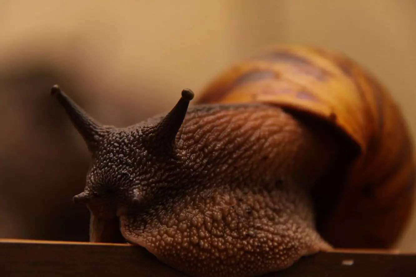 Achatina hofori