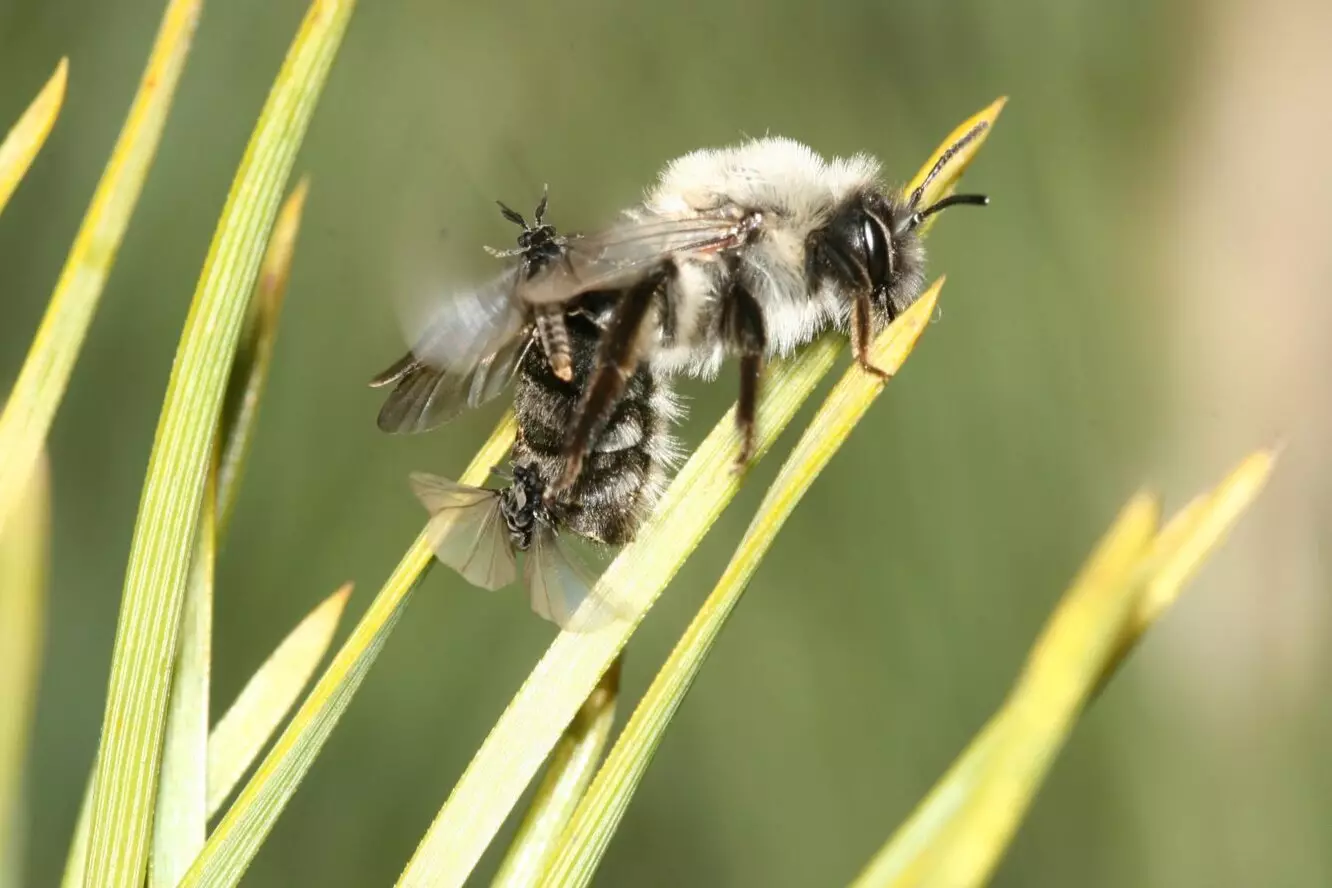 Strepsiptera