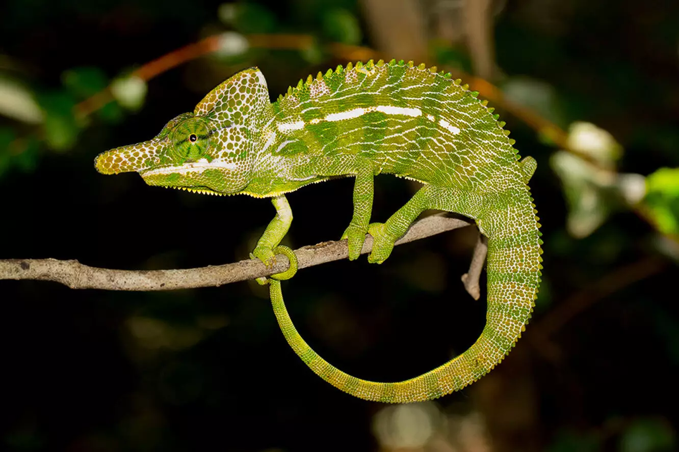 Chameleon