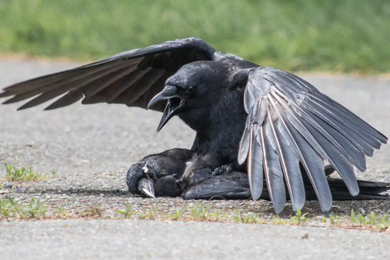 Warum Krähen an Nekrophilie leiden