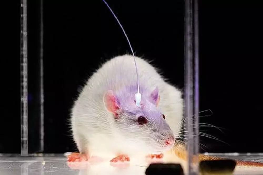 Viviana Grandinaru, John Carnet, Murtaza Moghri a Carl Dyseroth ze Stanfordské univerzity aktivují mozkové neurony potkana pomocí optogenetiky.