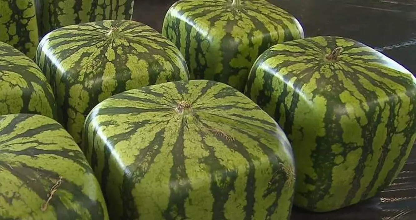 Onigun watermelons