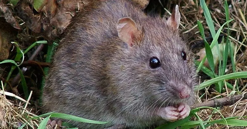 Tweede geval van menslike infeksie met rothepatitis aangeteken