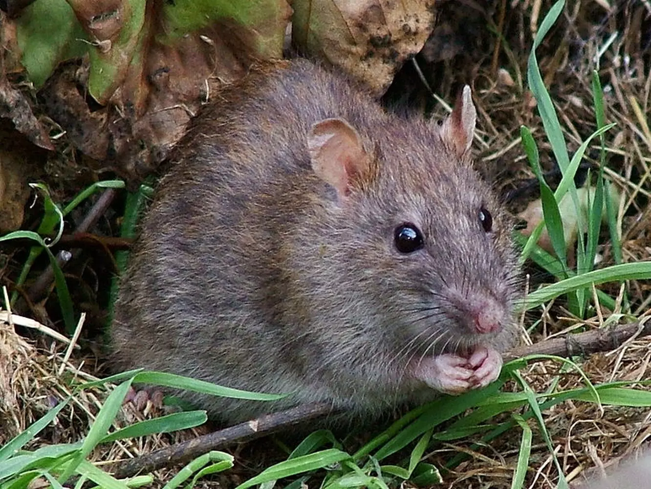 Deuxième cas d'infection humaine par l'hépatite du rat enregistré 63995_1