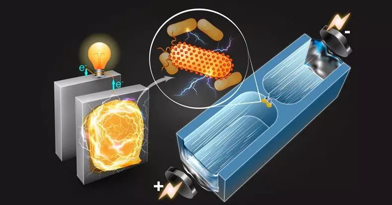 Electricitatea bacteriilor poate fi folosită pentru a încărca bateriile