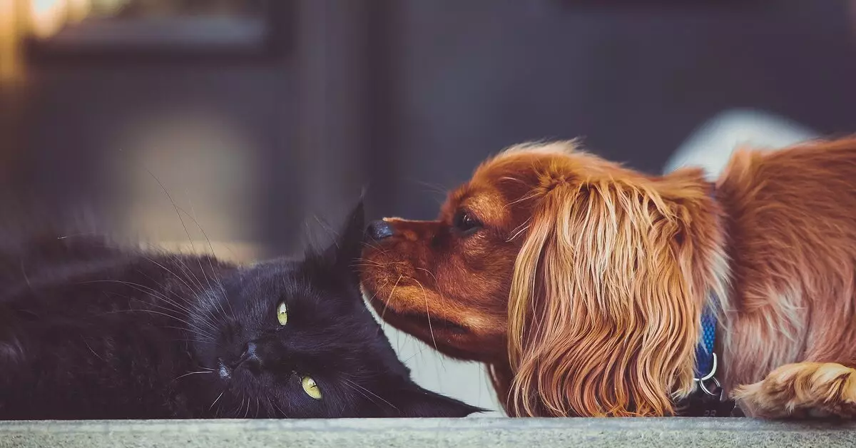 Pets li jħobbu lin-nies: liema annimali domestiċi huma l-aktar marbuta mal-bnedmin