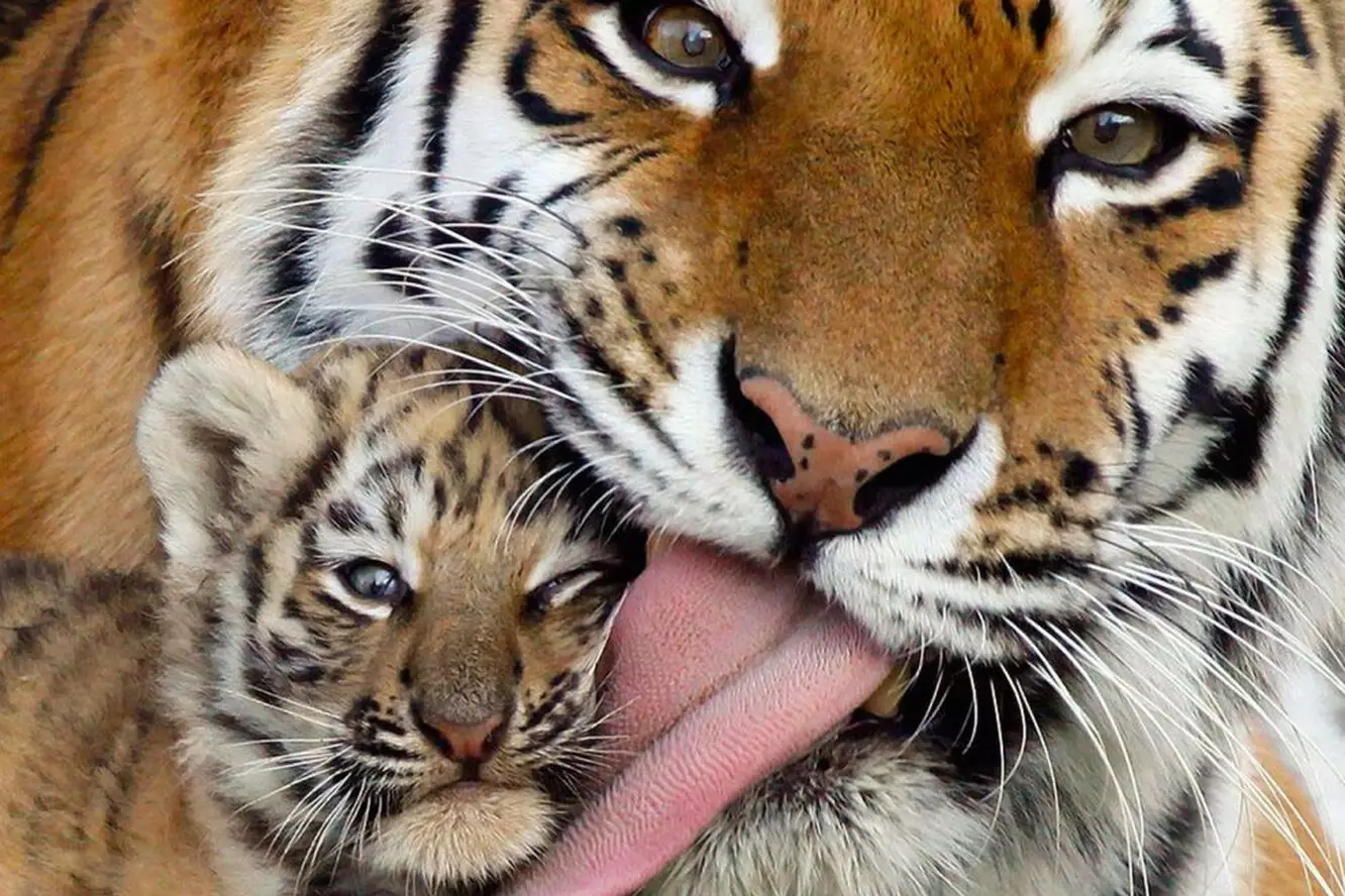 540 últims tigres d'Amur: com salvar-los