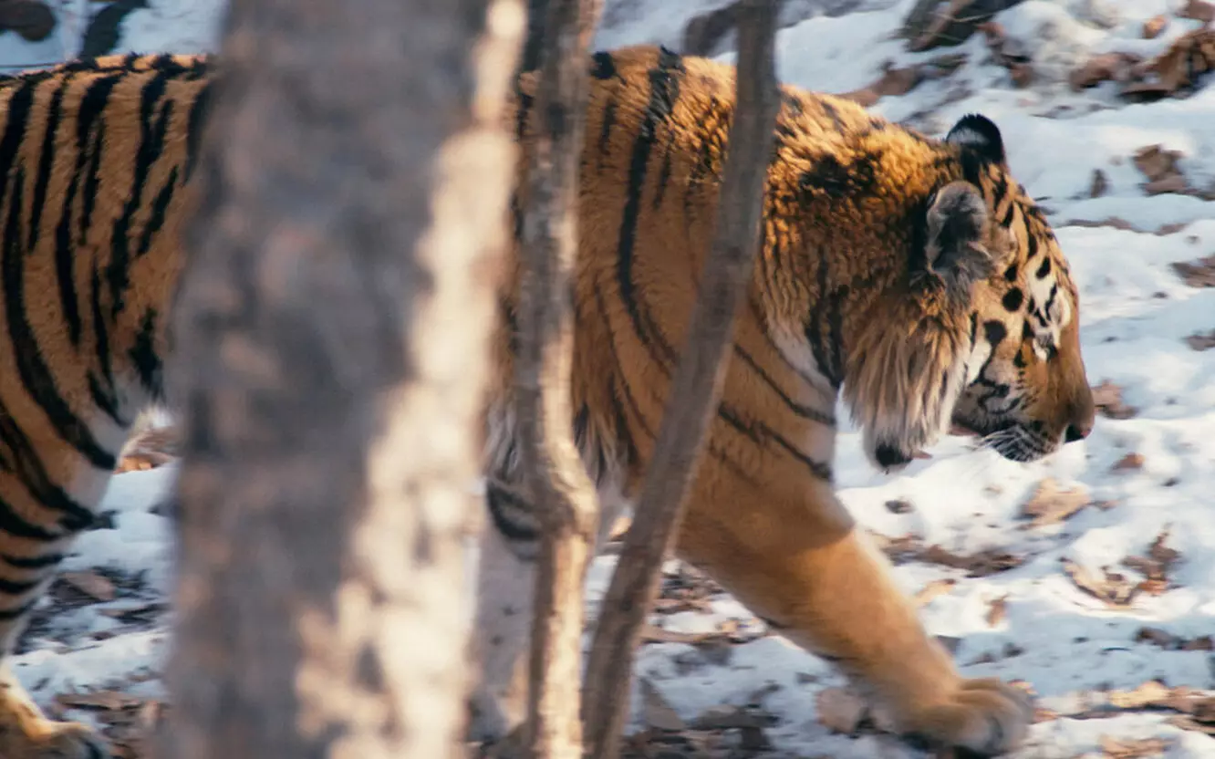 540 últims tigres d'Amur: com salvar-los 71016_3