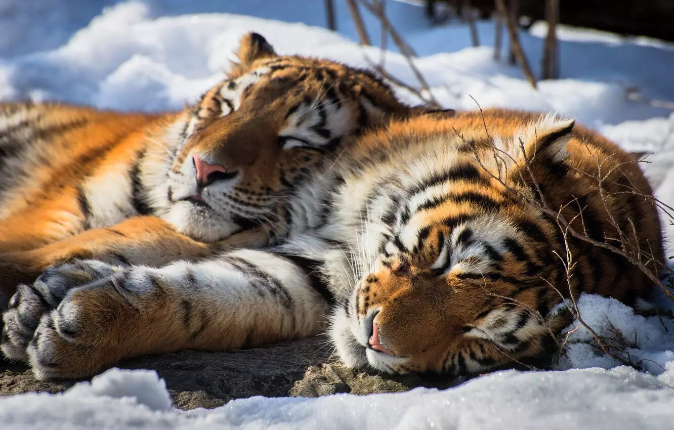540 últims tigres d'Amur: com salvar-los 71016_4