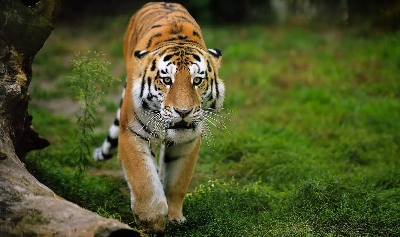 540 последни тигри Амур: како да ги спасите 71016_6