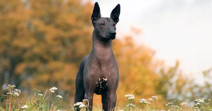 最も希少な犬種：写真、説明