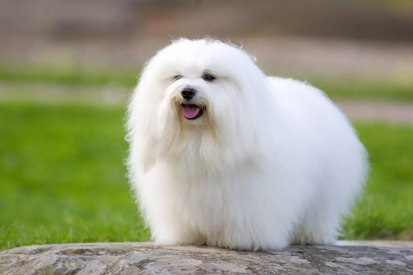 coton de tulear