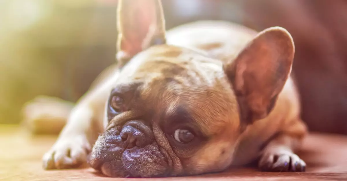 犬がうれしくない