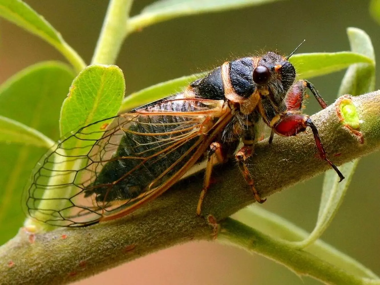 10 moderne tegnologieë waarmee die natuur self vorendag gekom het 83810_8