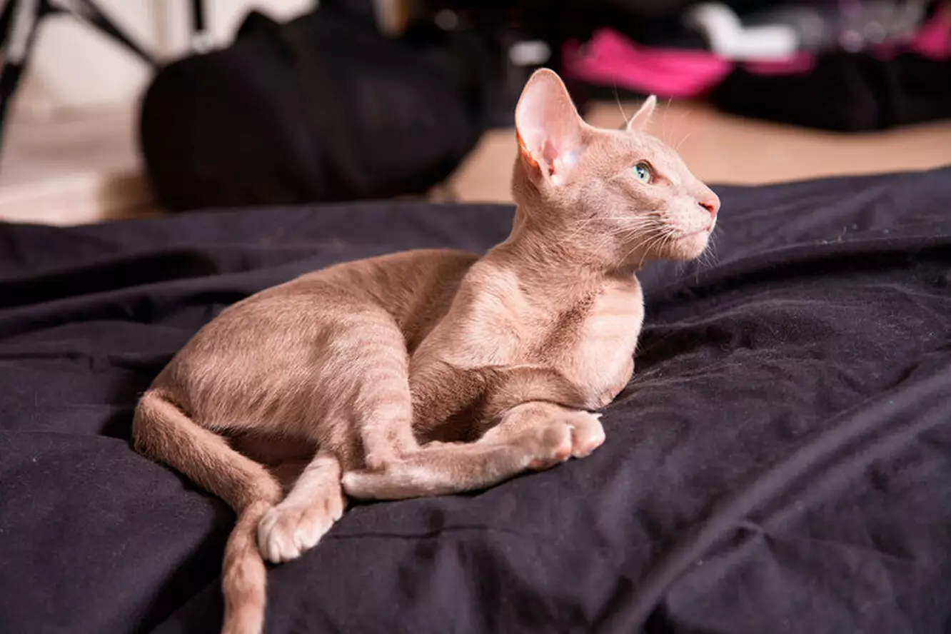 gato oriental de pelo curto