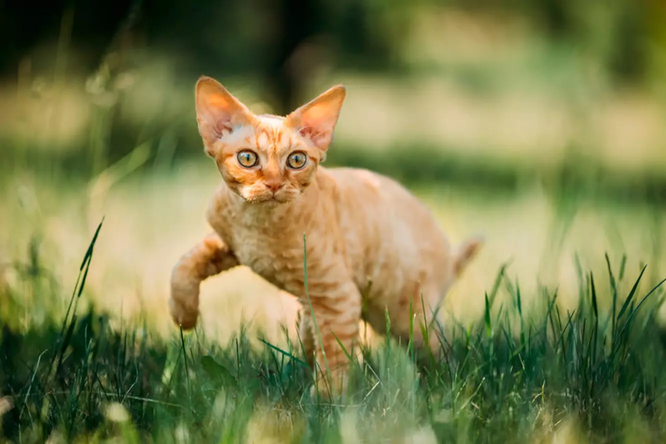 Devon rex