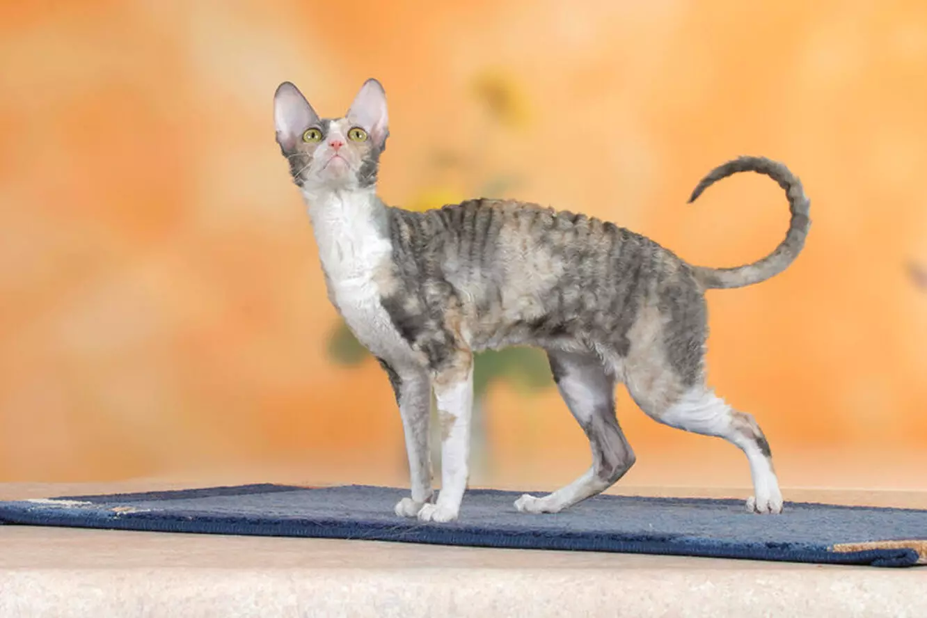 Cornish Rex