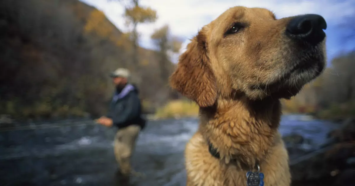 Dogs can recognize words